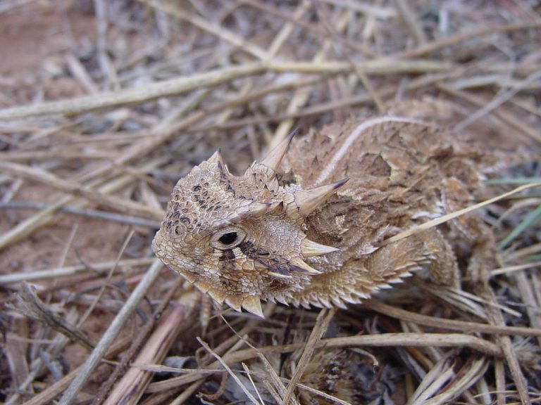 Passport to Texas » Blog Archive » Texas State Reptile — The Horned Lizard